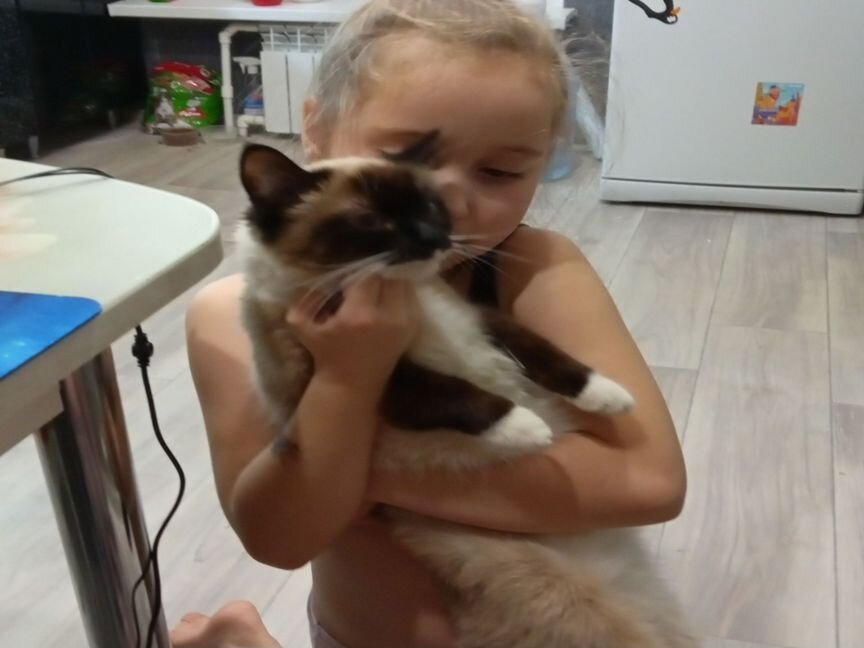 Случка кошки