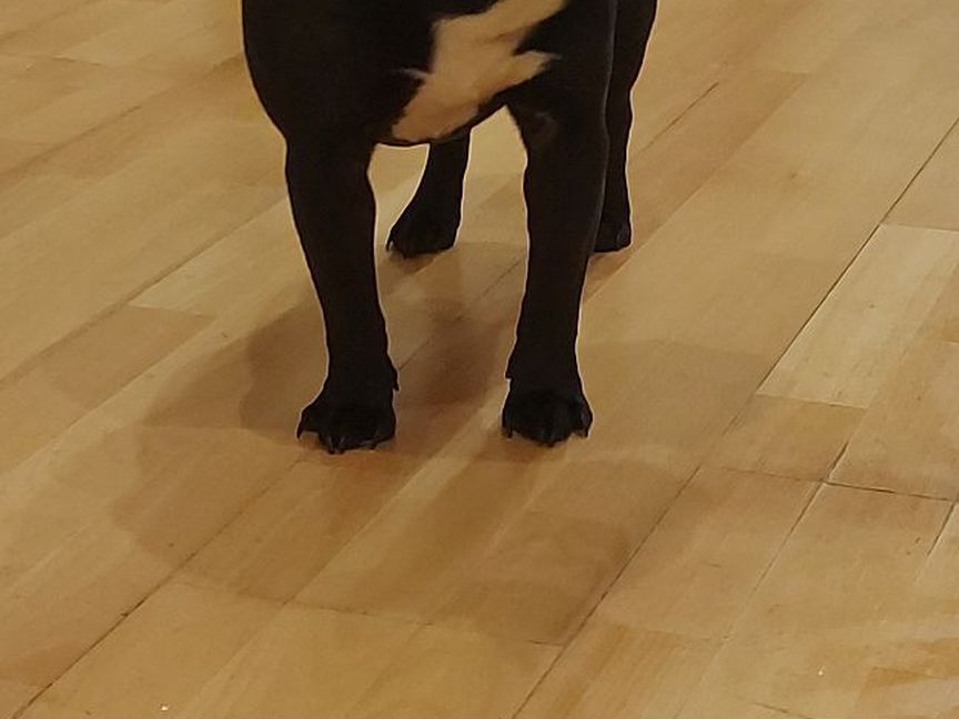 Продажа собак щенков