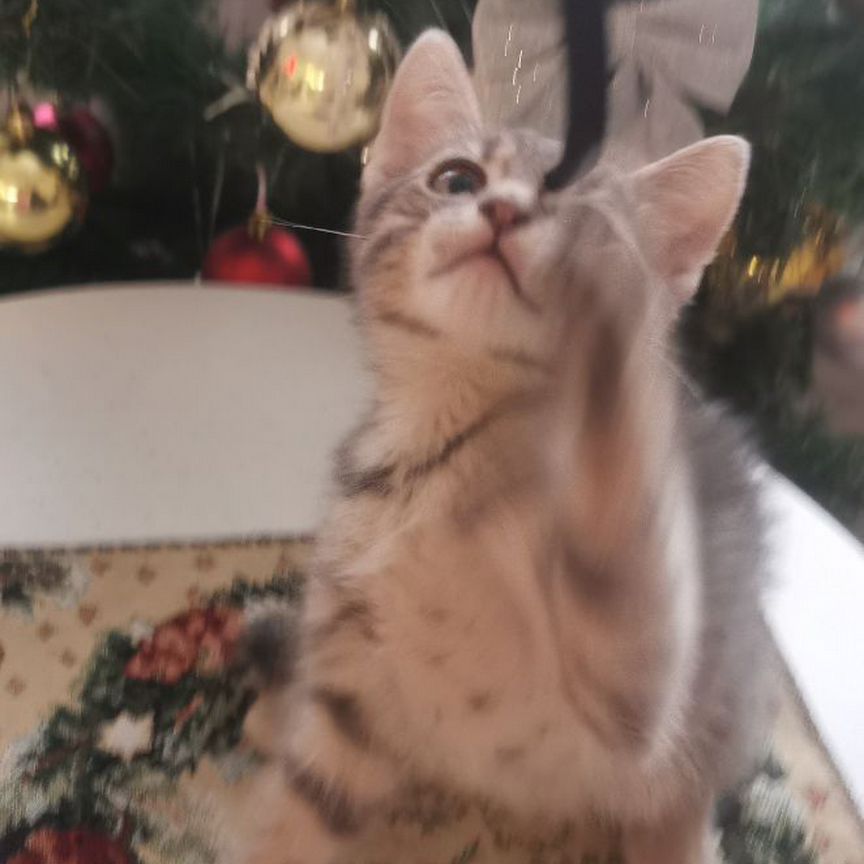 Котята в добрые руки приучены к лотку