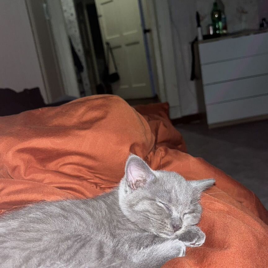 Котята породистые бесплатно