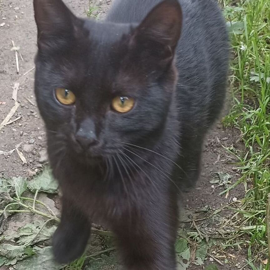 Котик Уголёк