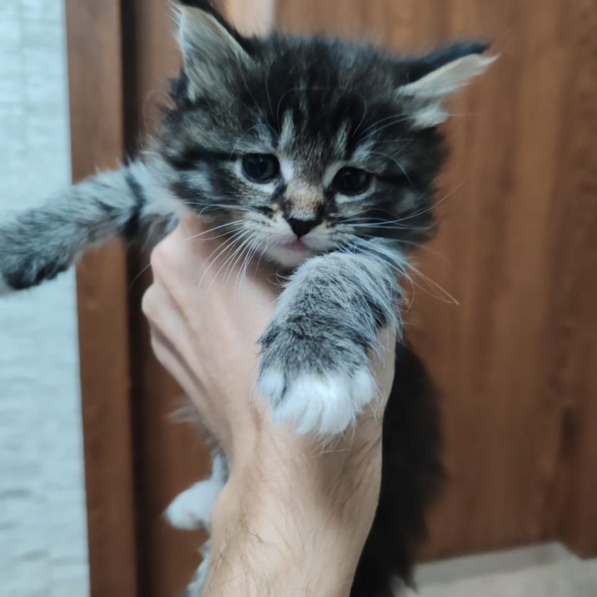 Котята мейн-кун бесплатно