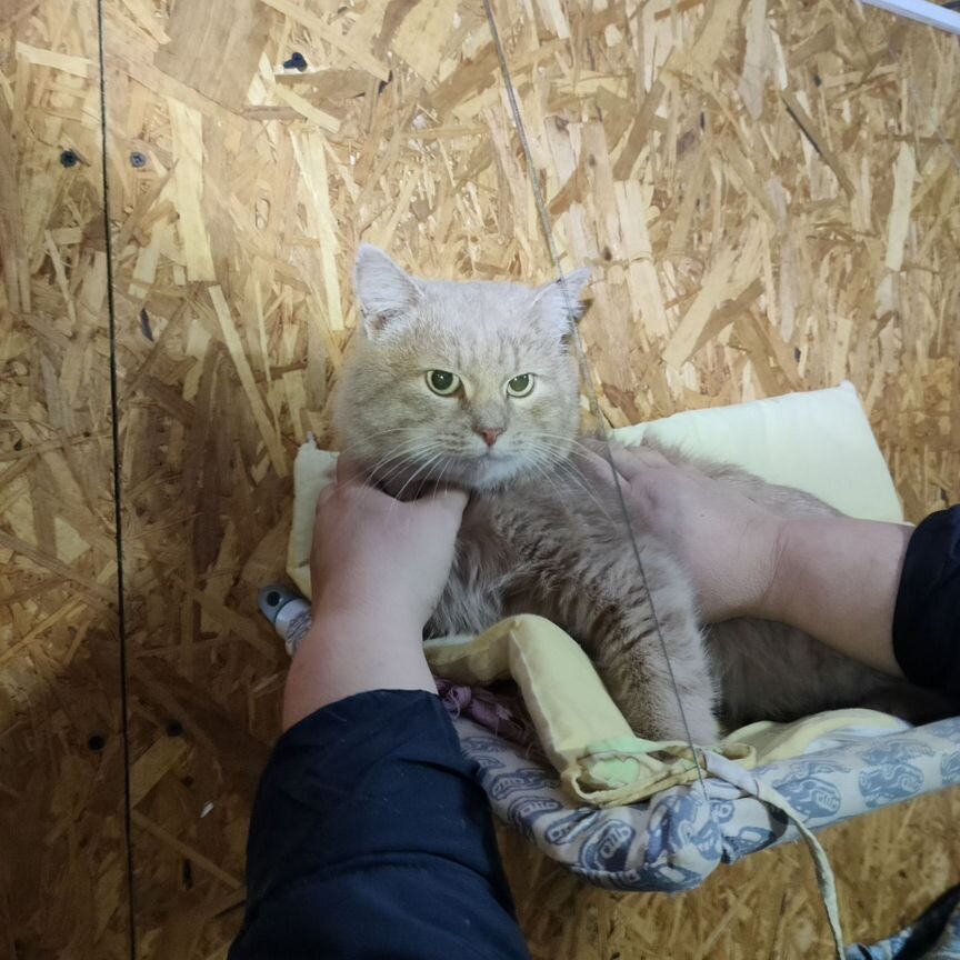 В добрые руки