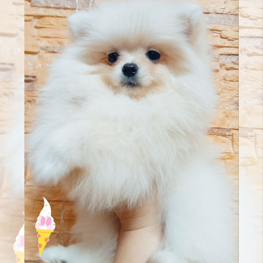 Померанский шпиц, щенок