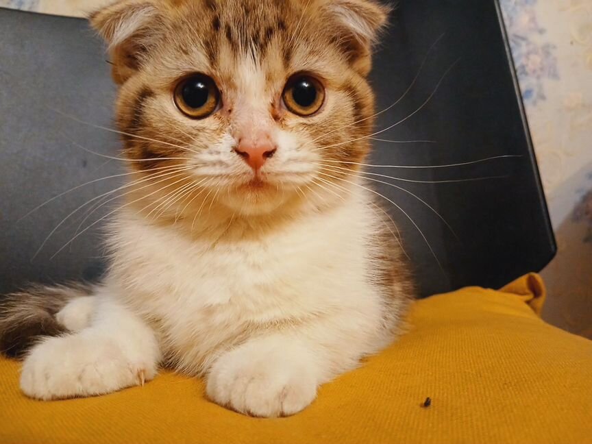 Шотландские вислоухие котята