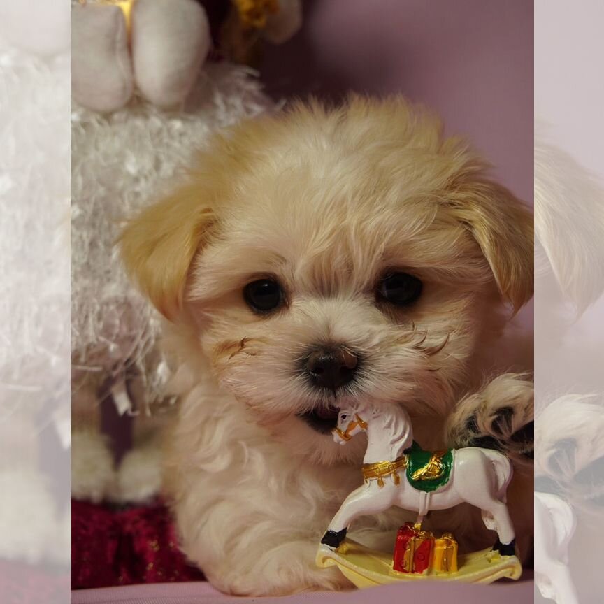 Мальтипу, щенок