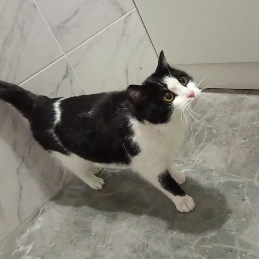 Маня ищет дом)