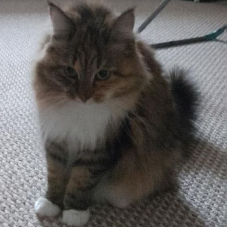 Сибирская кошка, взрослая