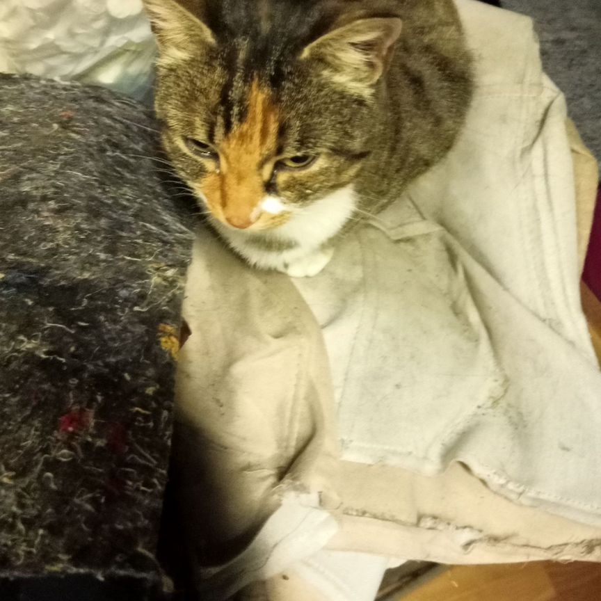 Нужен хороший владелец