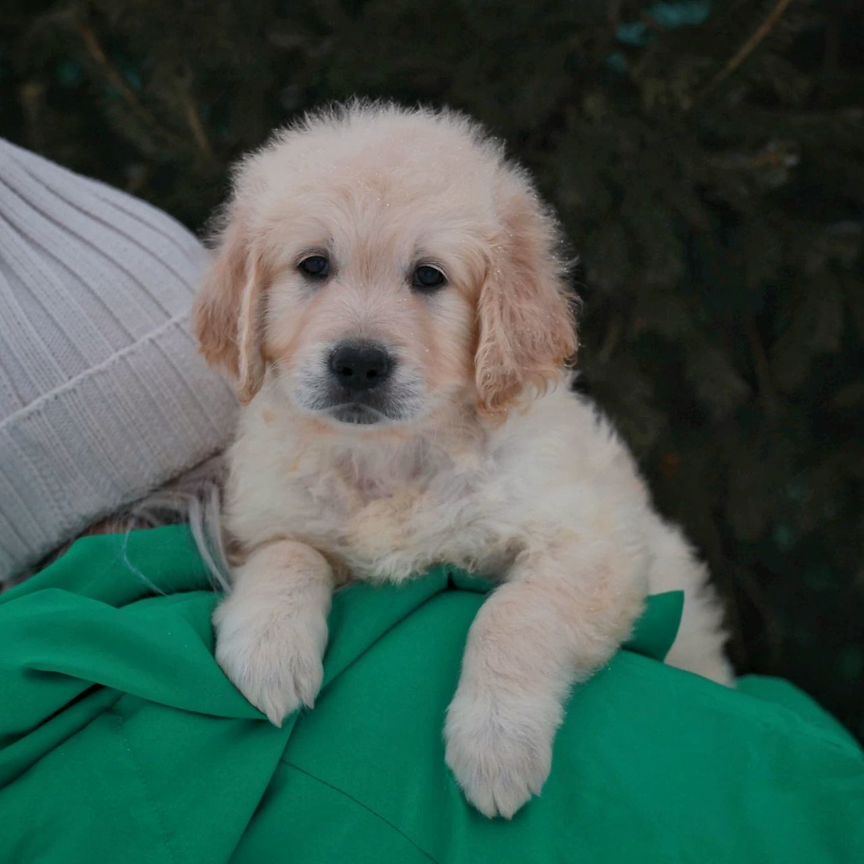 Щенки золотистого ретривера