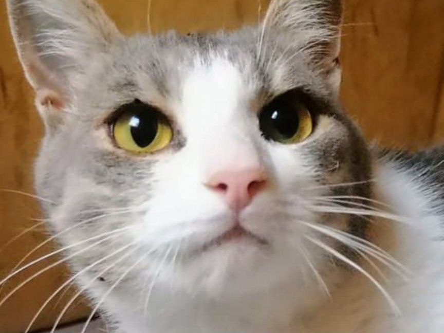 Отдам кота в добрые руки