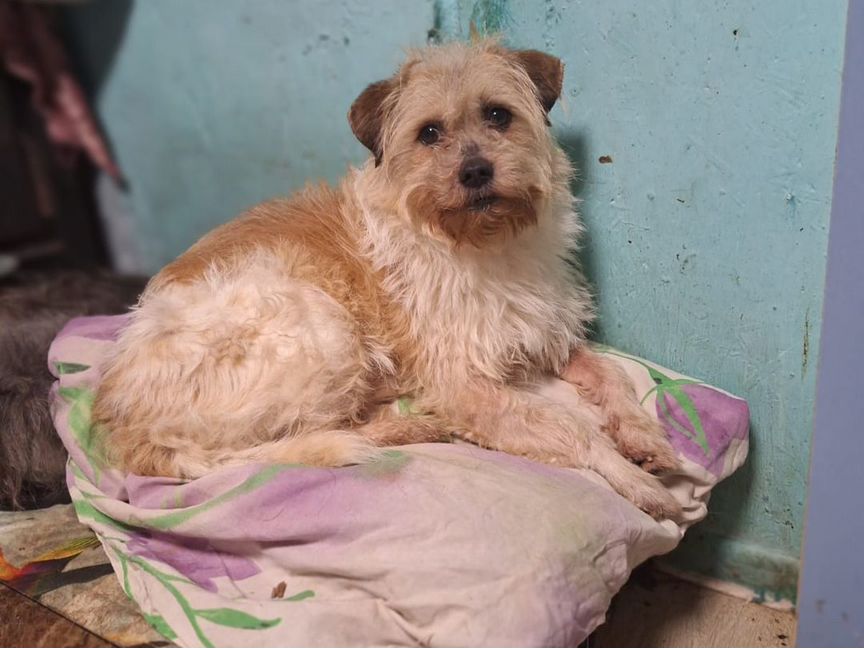 Маленький песик Пухлик