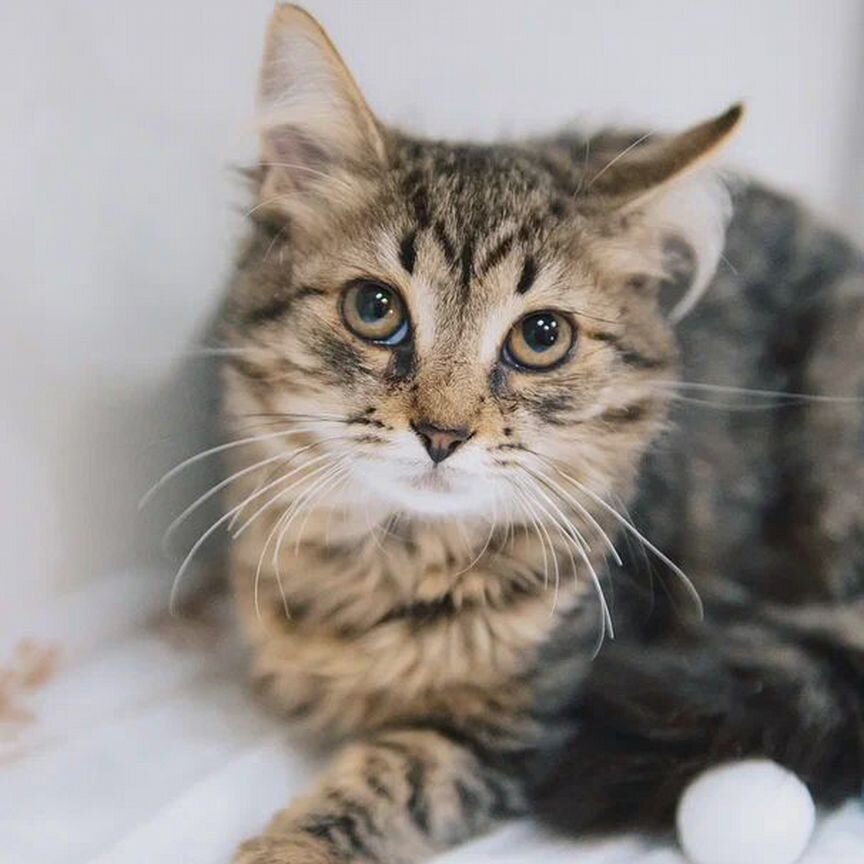 Котёнок Инди мечтает стать кому-то нужным