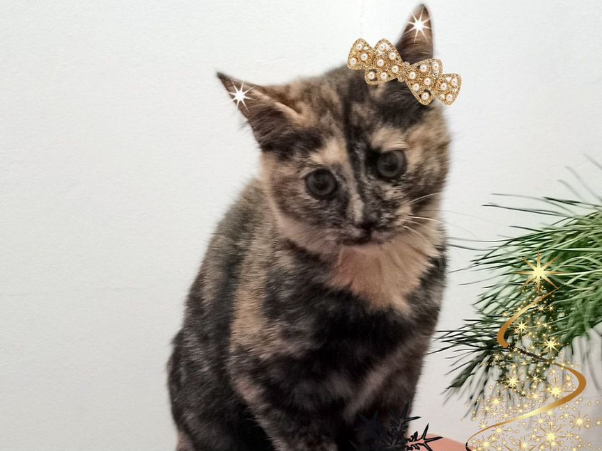 Очень добрая и ласковая кисонька Златочка