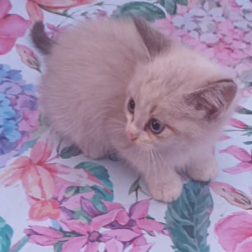Кошка серого окраса