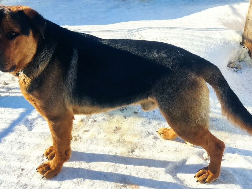 Отдам в добрые руки хорошего охранника