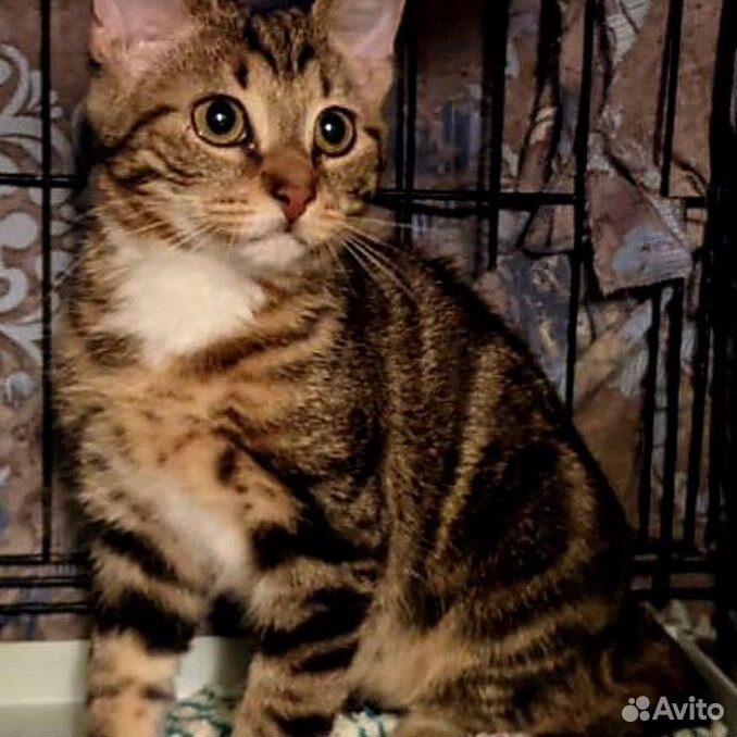Котенок с редким мраморным окрасом, мальчик