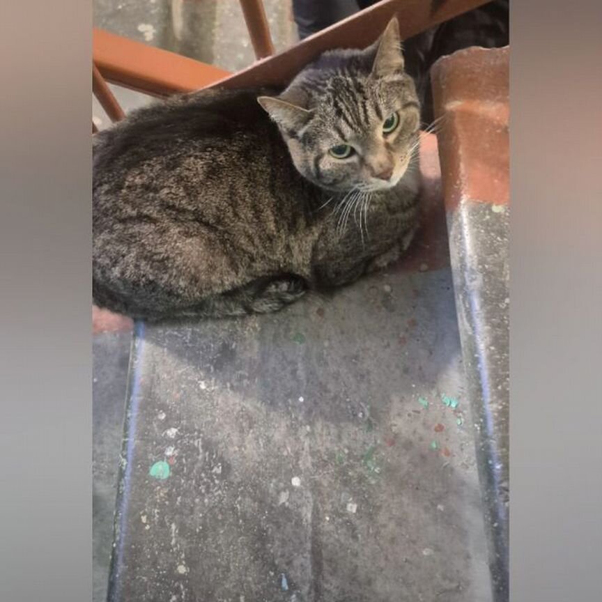 Кот в подъезде