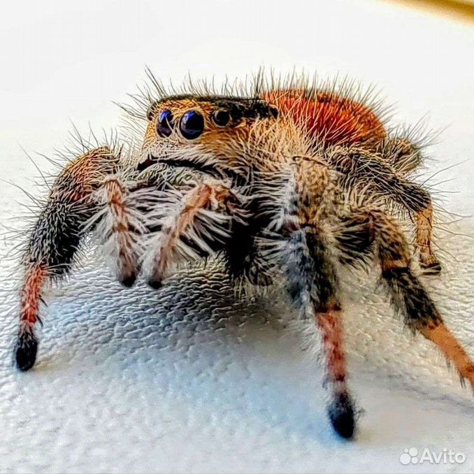Королевский паук скакунчик, Phidippus regius