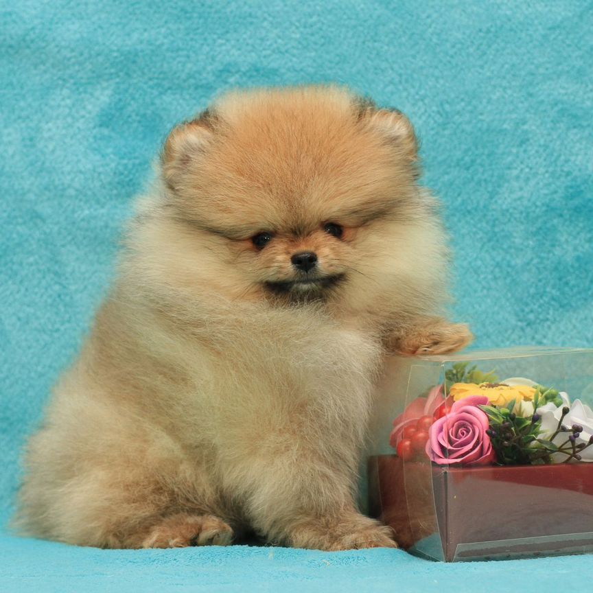 Померанский шпиц мини Марсельчик