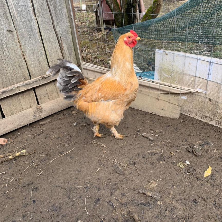 Петух молодой 1шт