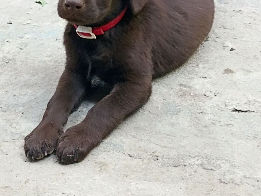 Лабрадор помесь