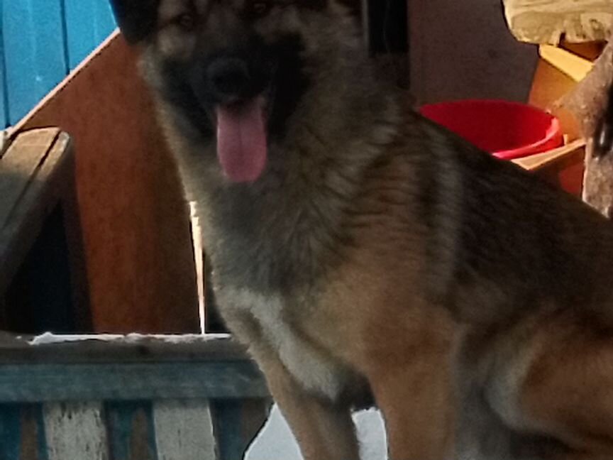 Щенки в добрые руки, фото мамы и папы