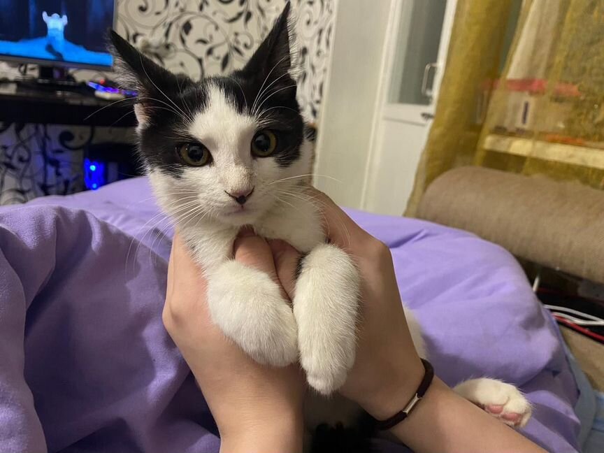 Котик 4,5 месяца