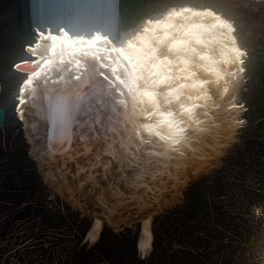 Овца Куйбышевская