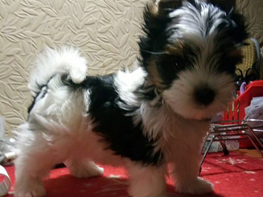 Выбери меня