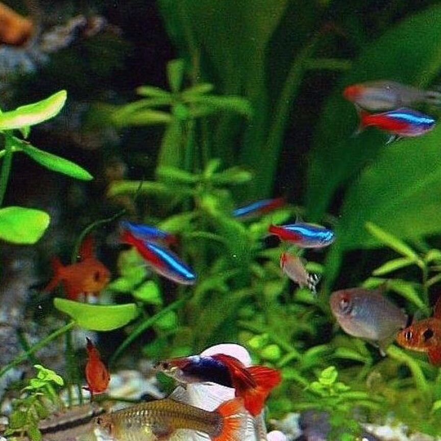 Аквариумные рыбки подбор, доставка по Москве