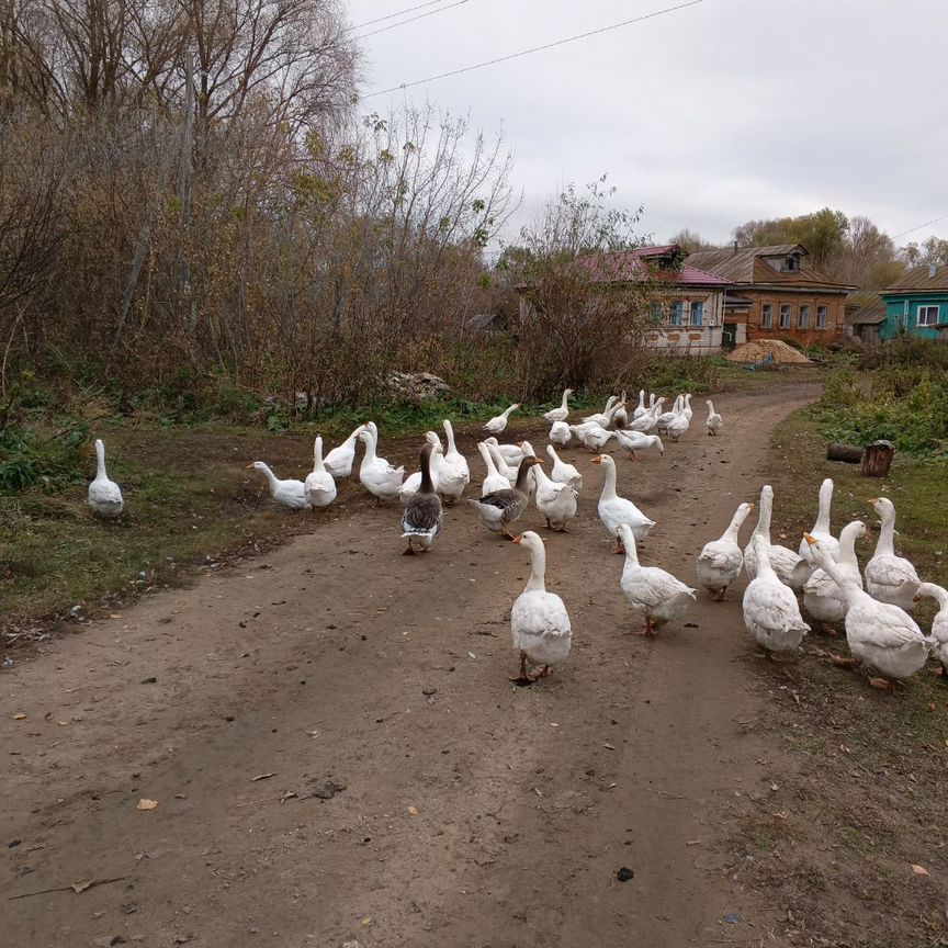 Гуси Линда