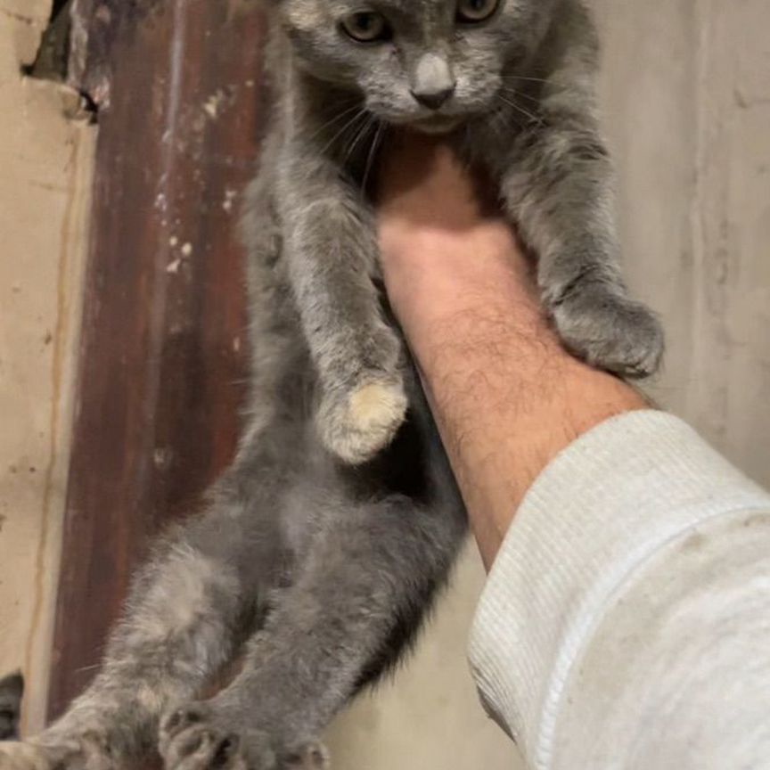 Котята в добрые руки бесплатно