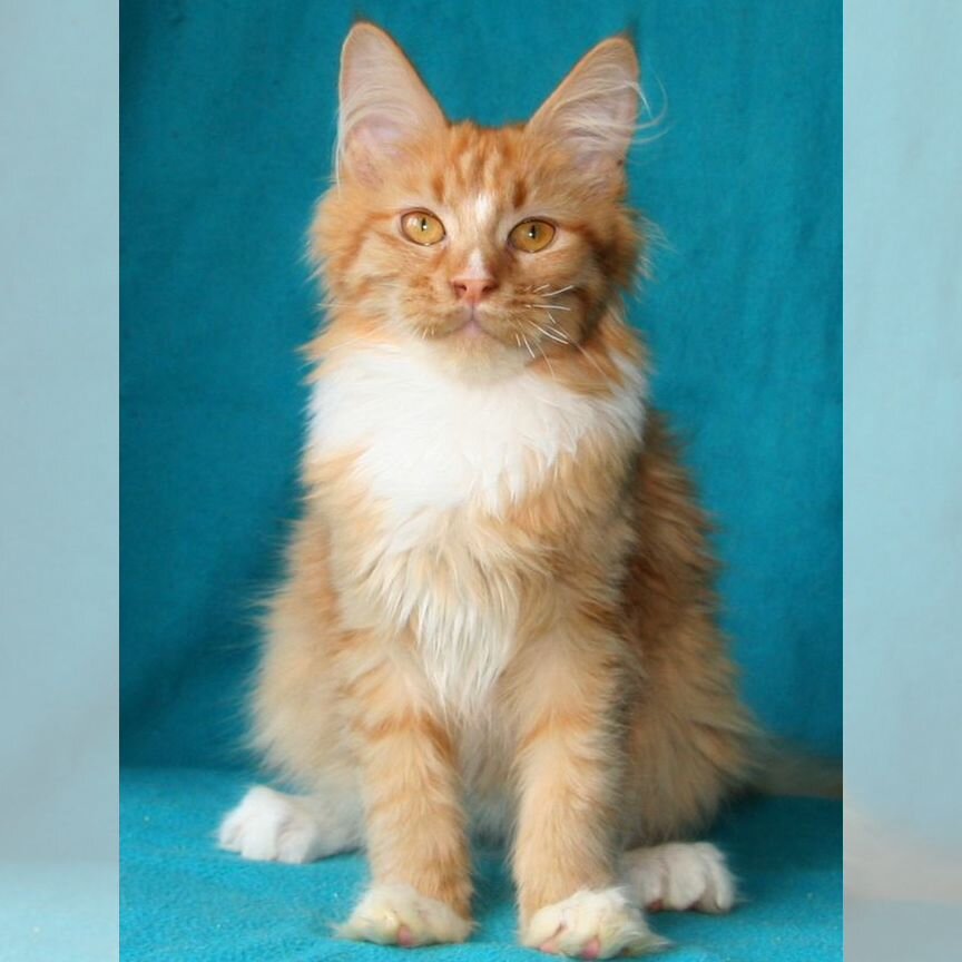 Мейн-кун котёнок