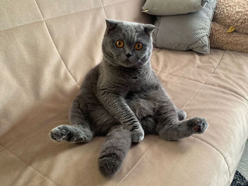Шотландский вислоухий кот бесплатно