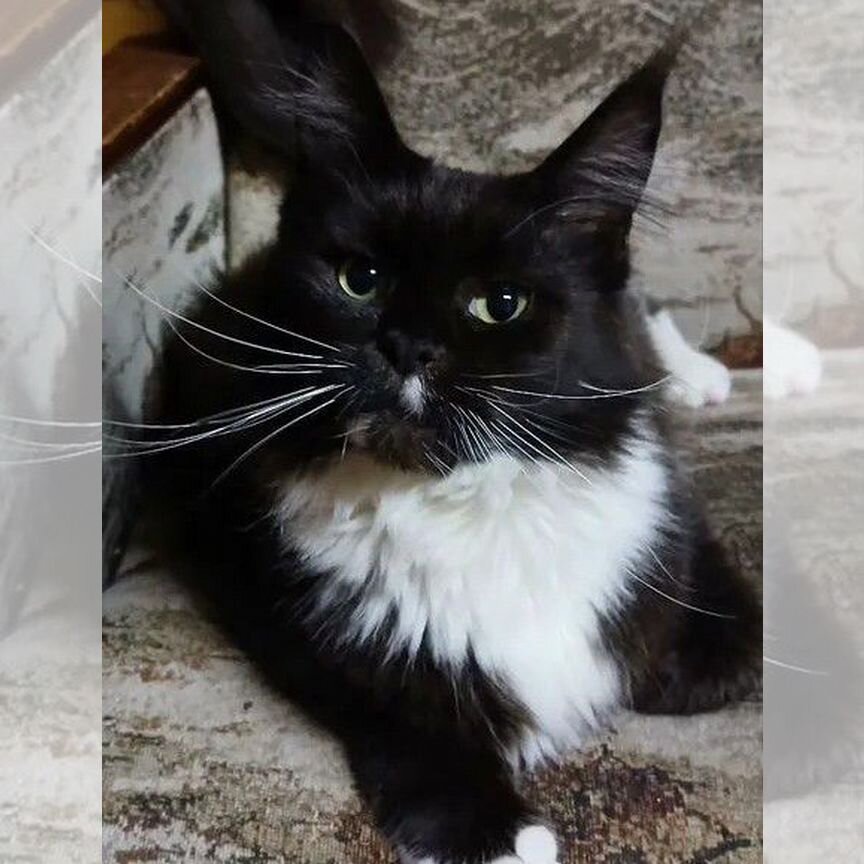 Мейн-кун, взрослая кошка