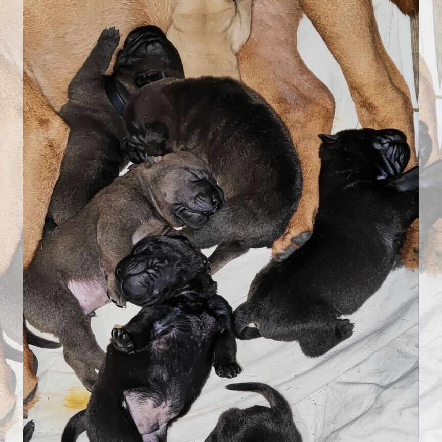 Шарпей, щенок