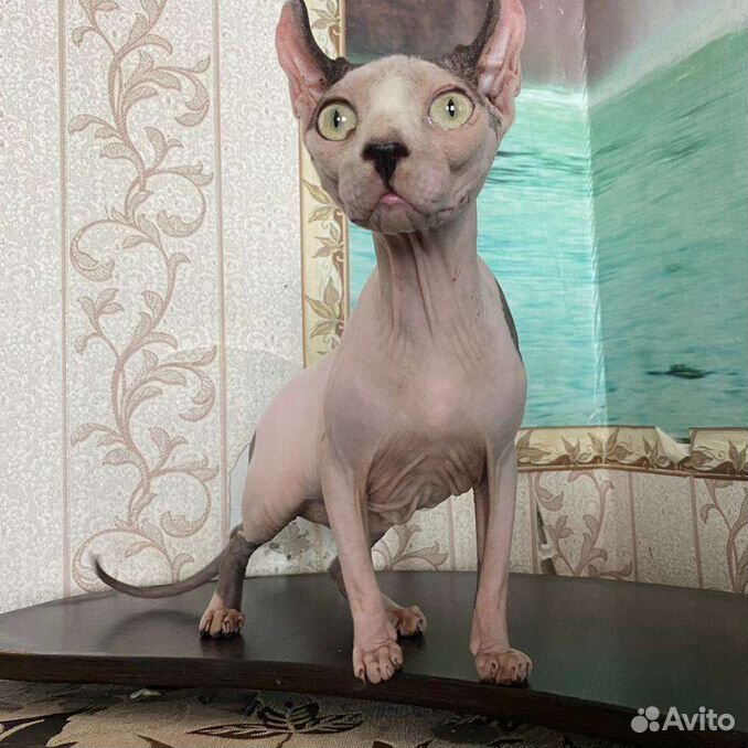 Канадский сфинкс эльф