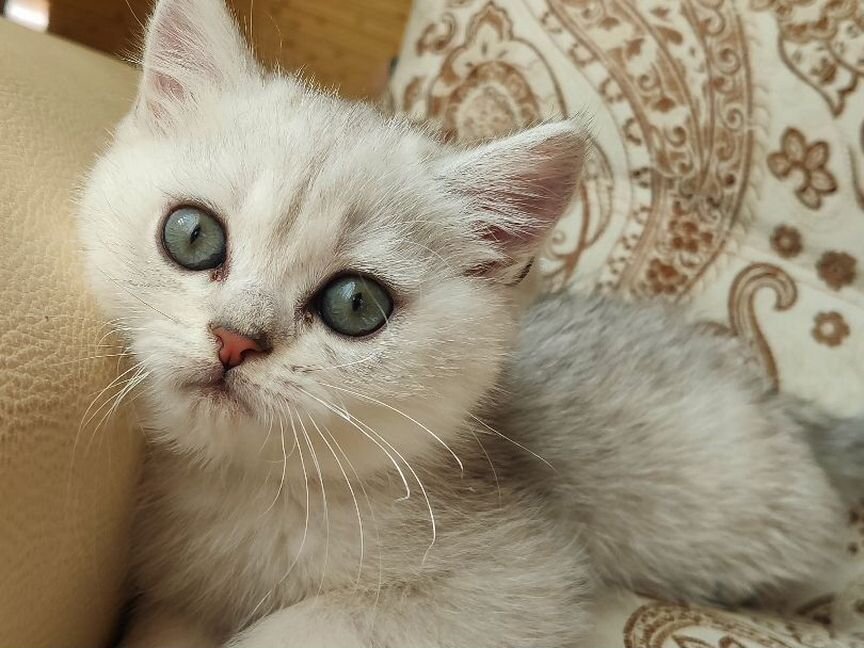 Британская шиншилла котёнок