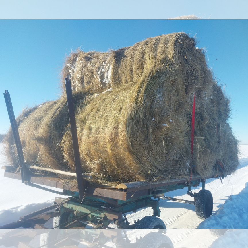 Сено в рулонах