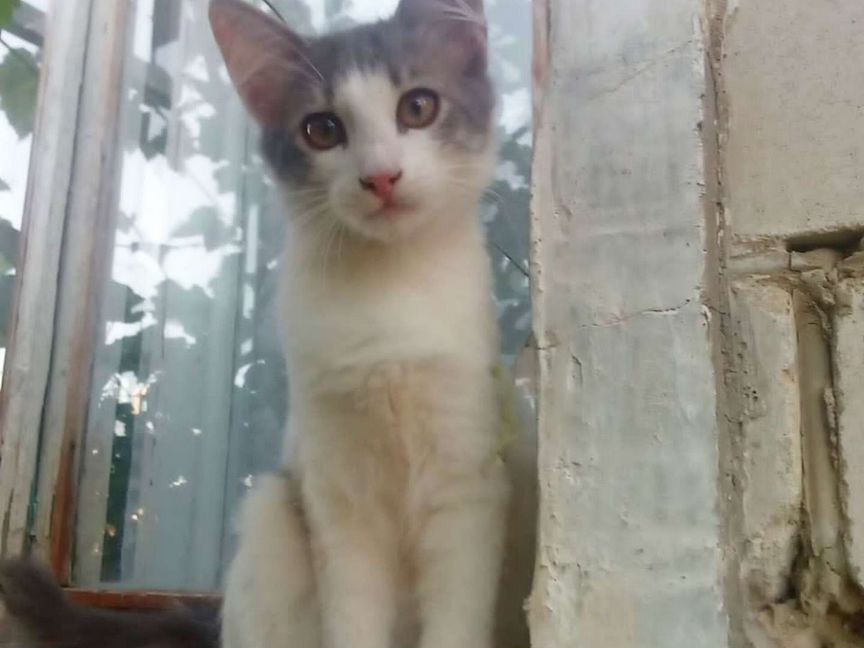 Кошка кошечка котята