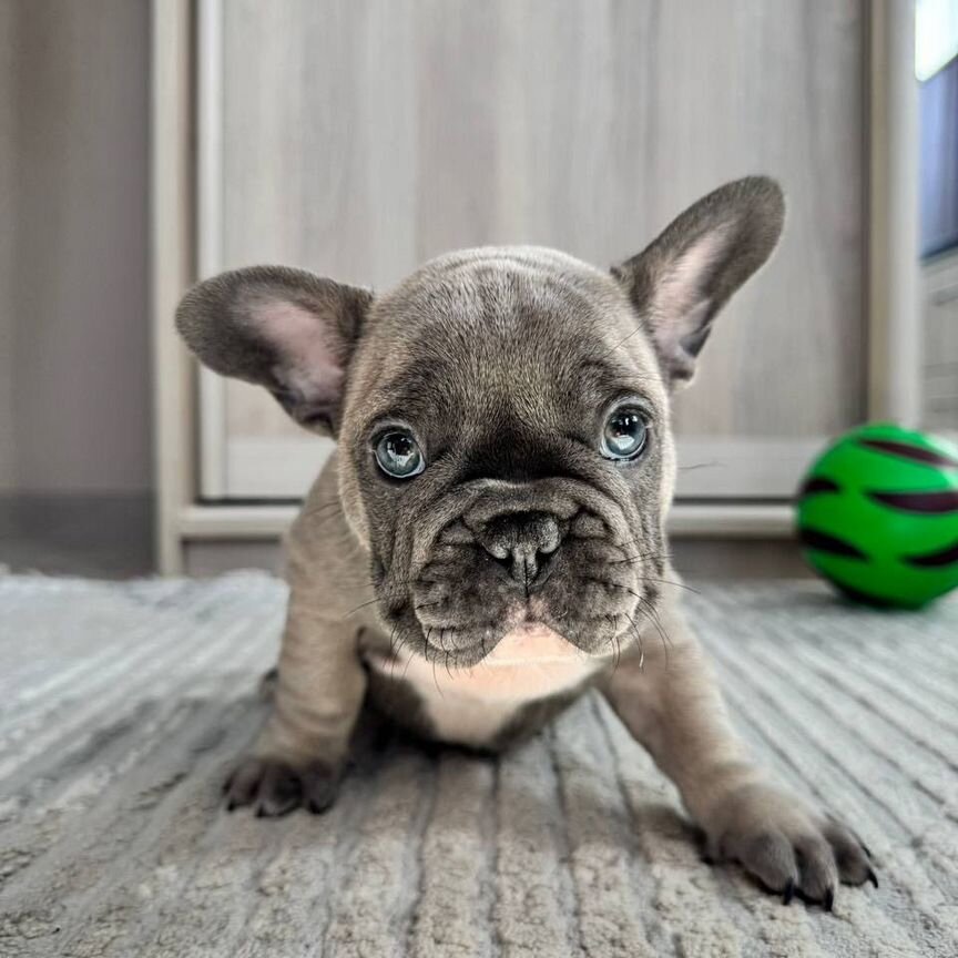 Французский бульдог щенки