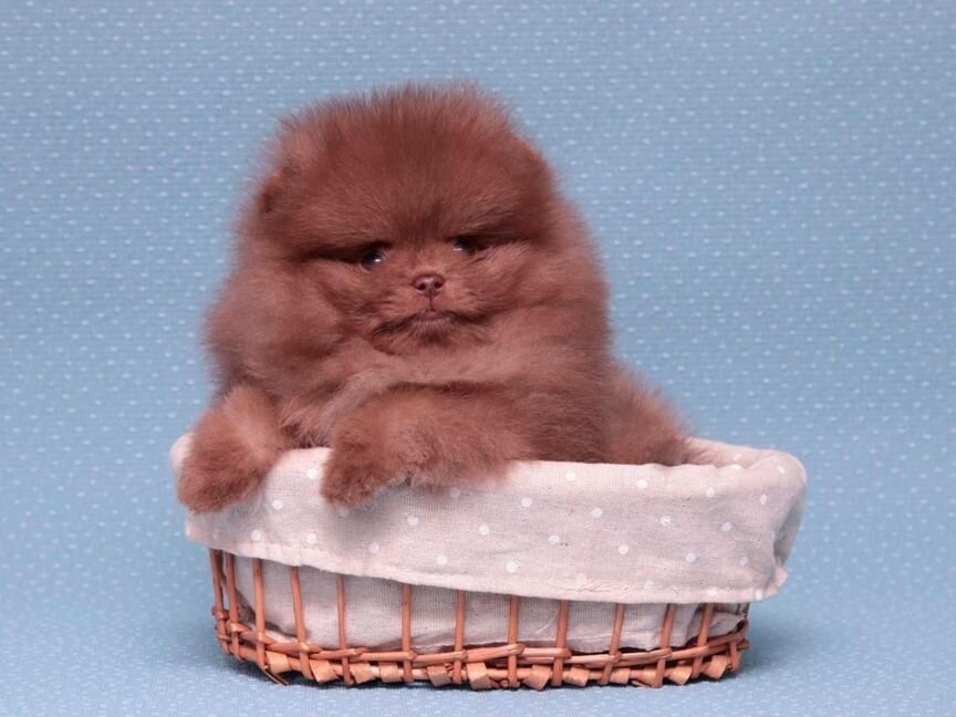Померанский шпиц медвежьего типа щенок