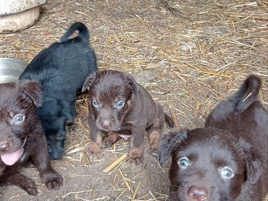 Кутята австралийской кели