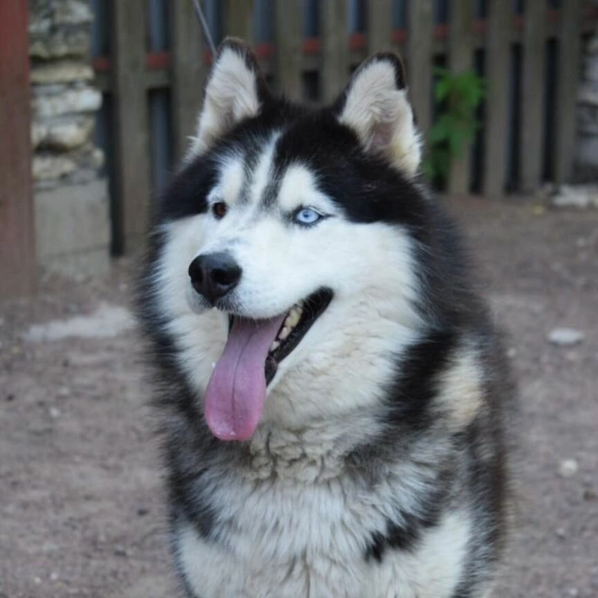 Собаки из приюта: пушистый хаски Один
