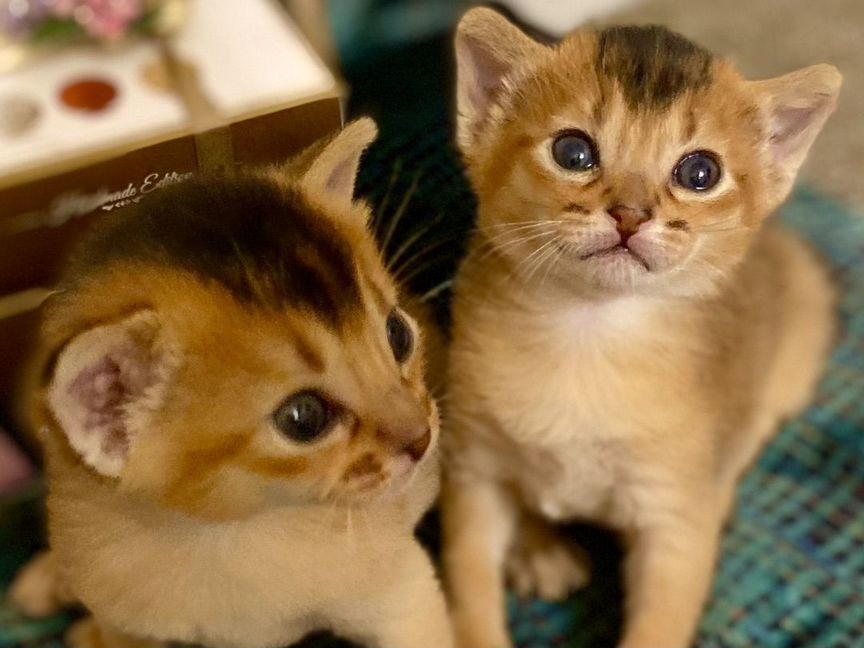 Абиссинские клубные девочки