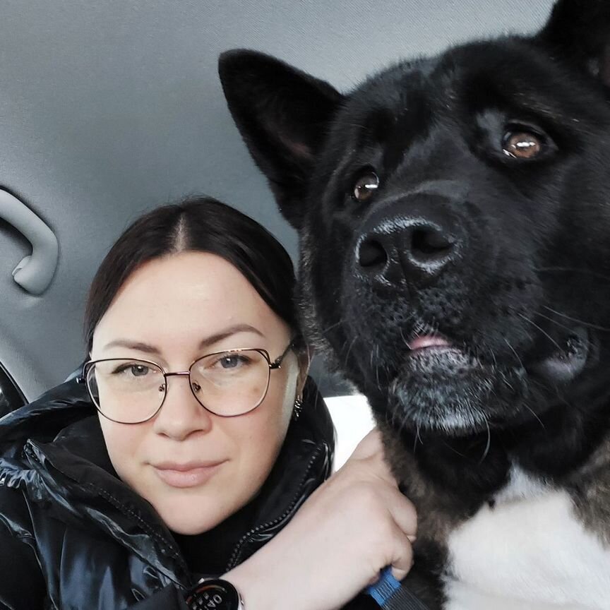 Щенки американской акиты