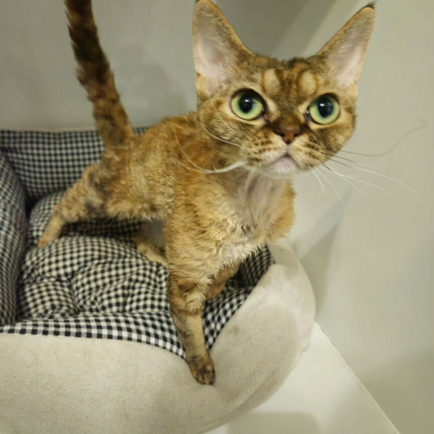 Девочка Ясмин