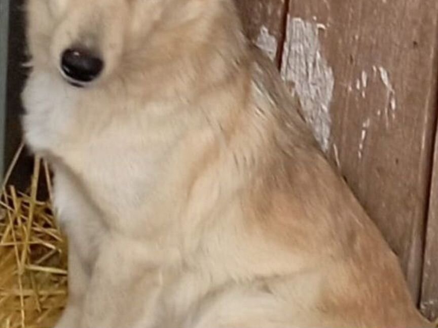 Маленькая собачка