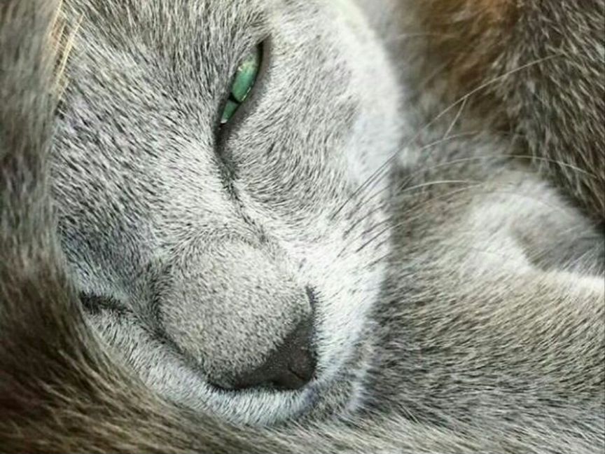 Котята Русская голубая